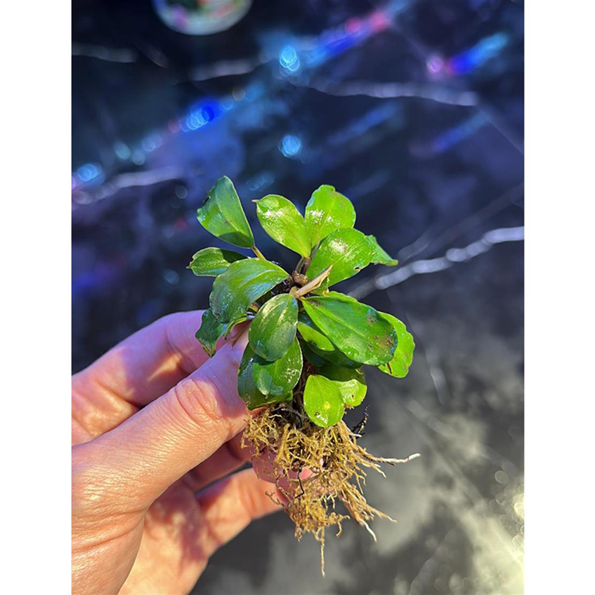 Bucephalandra Deep Blue