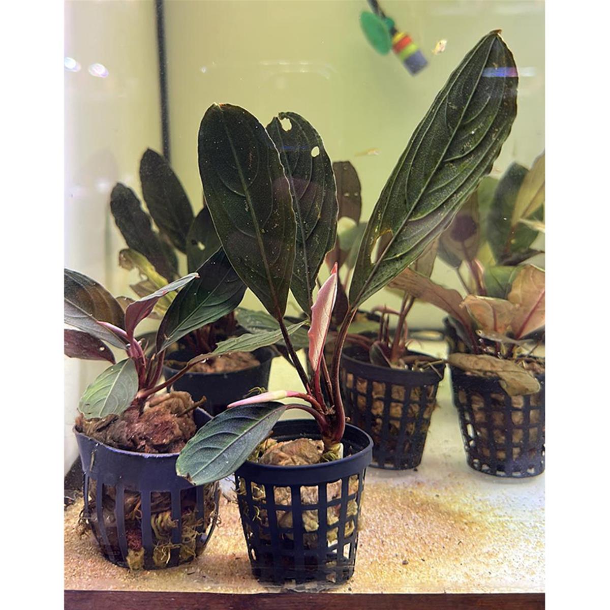 Bucephalandra Skeleton King