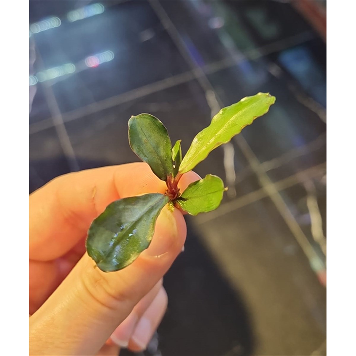 Bucephalandra Sp.Lo Black