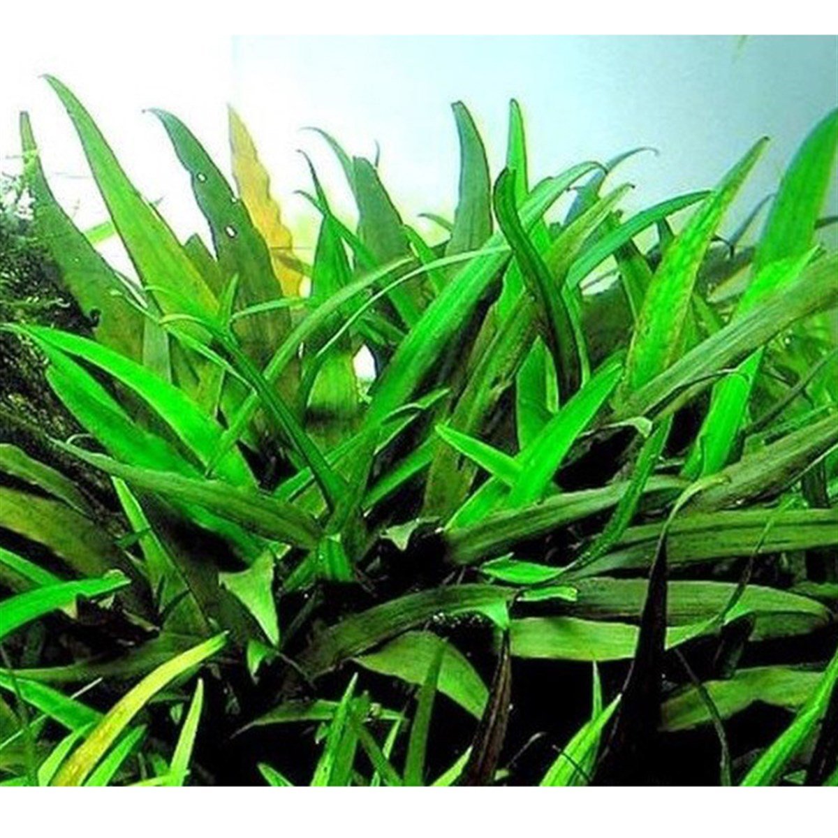 Cryptocoryne lucens