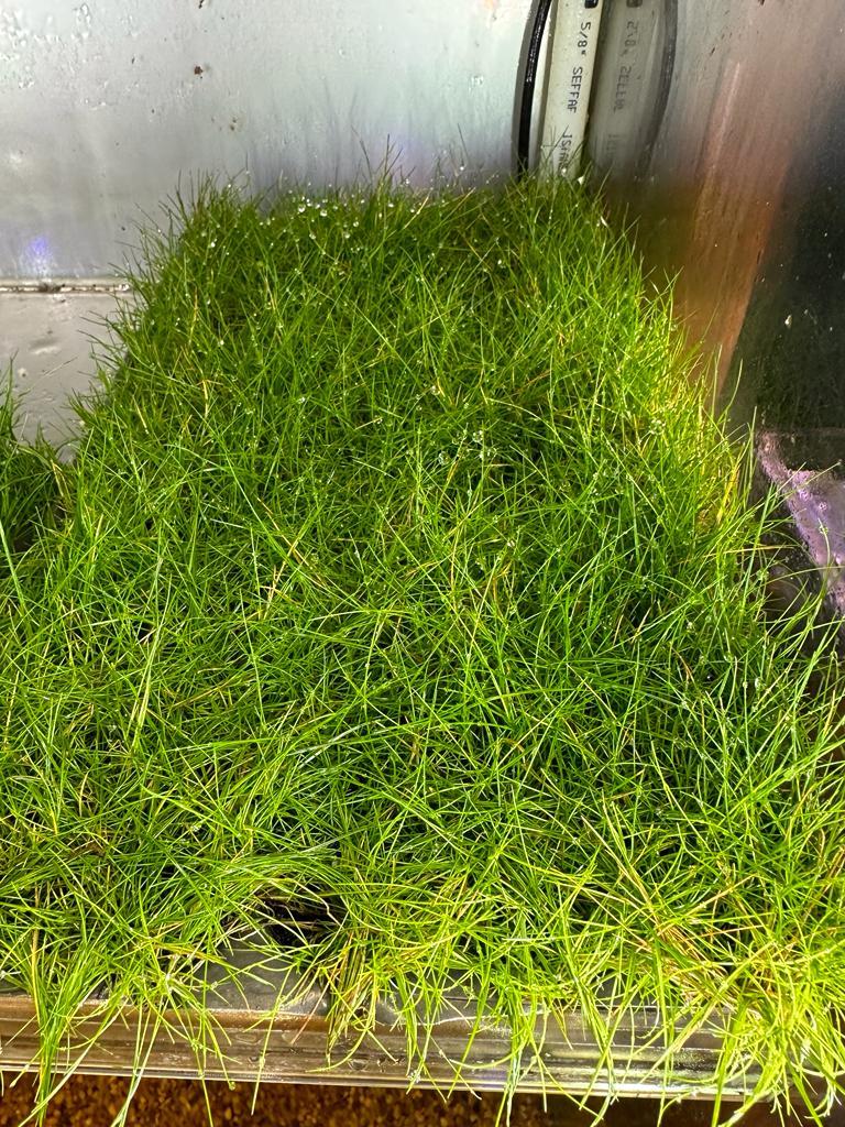 ELEOCHARİS PARVULA MİNİ