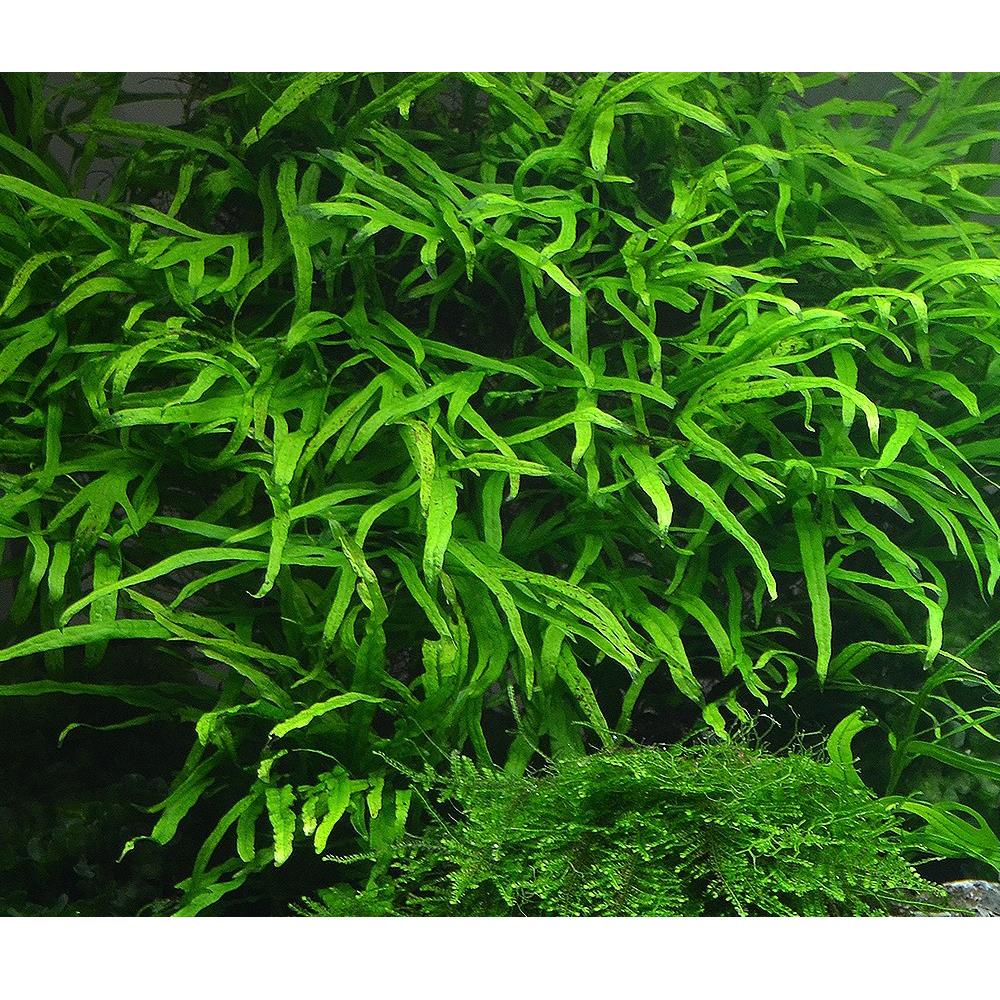 Microsorum pteropus trident