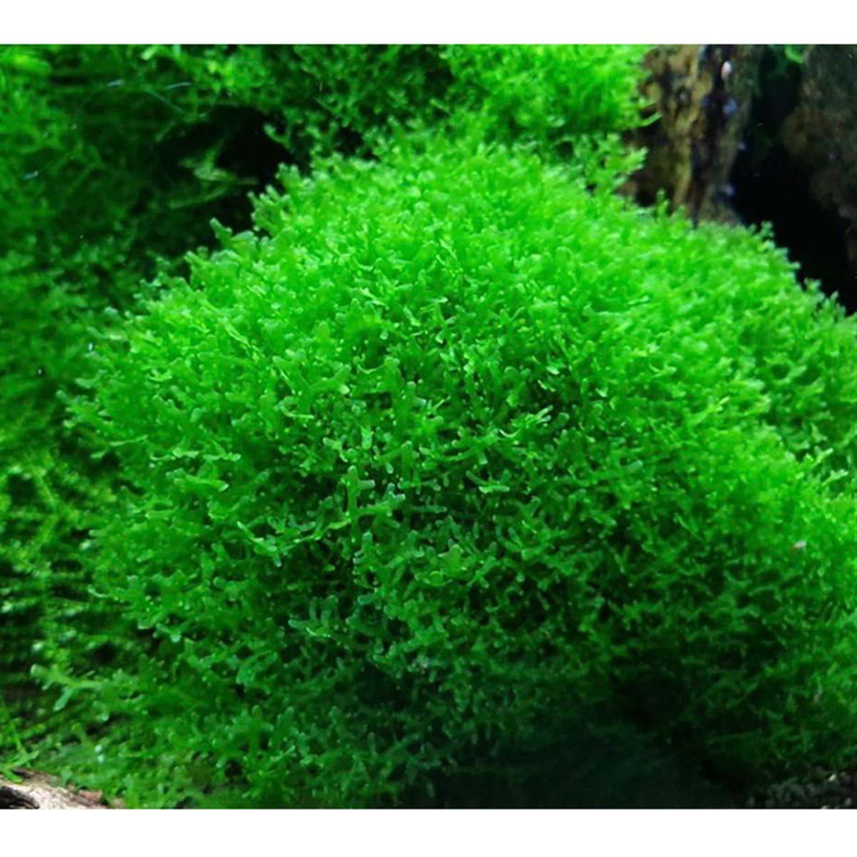Mini Pellia Moss 5 gr