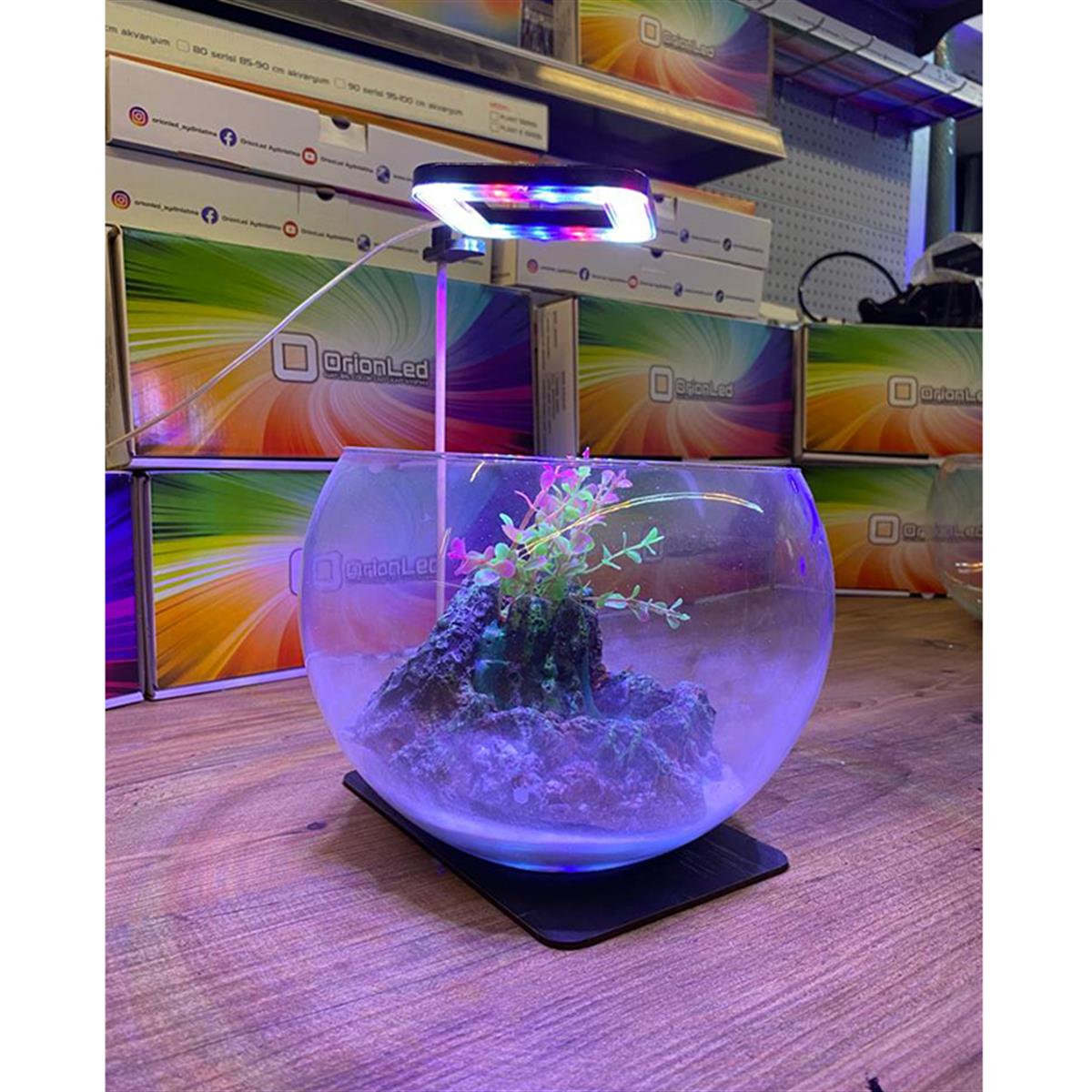 ORİONLED FANUS TERARYUM KARE