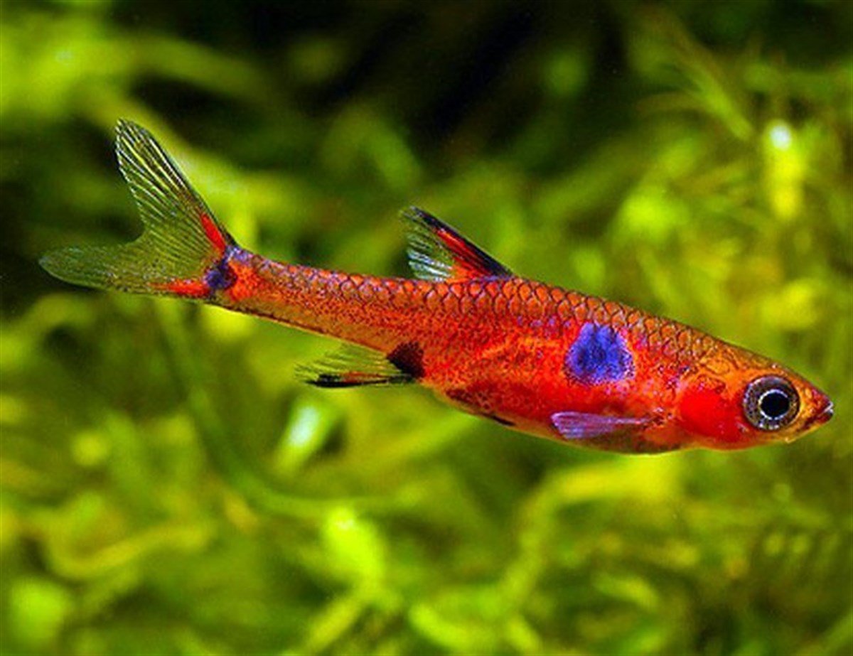 RASBORA MACULATA