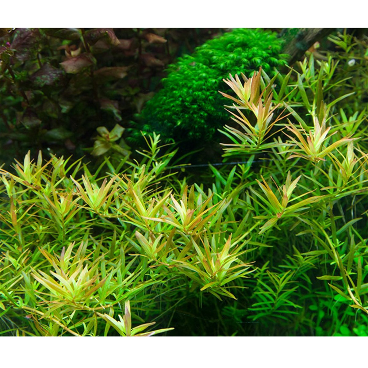 Rotala Rotundifolia 'H'ra' (İn Vitro)
