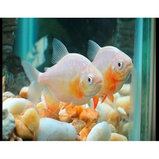 Monster Balık Türleri