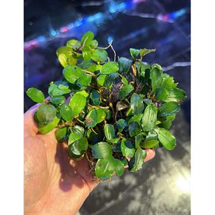 Bucephalandra Deep Blue