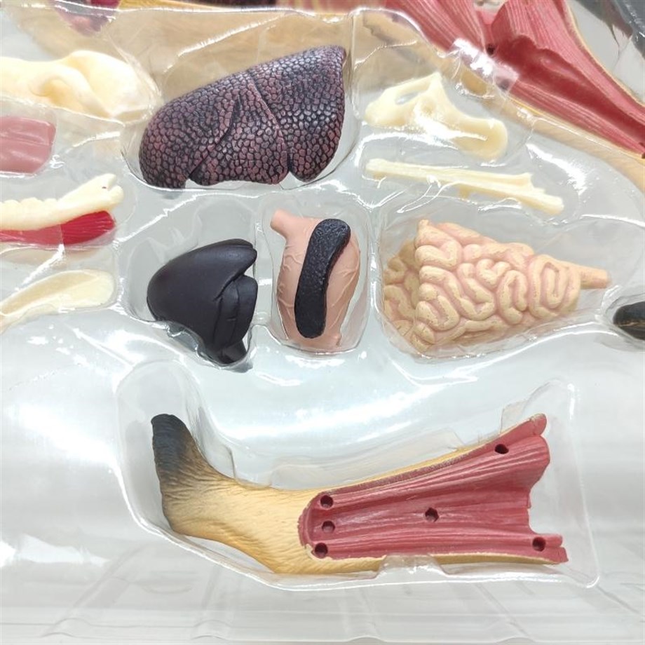 4D Master Vision Oyuncak Köpek Anatomi Modeli - Türkiye'nin Eğlenceli ...