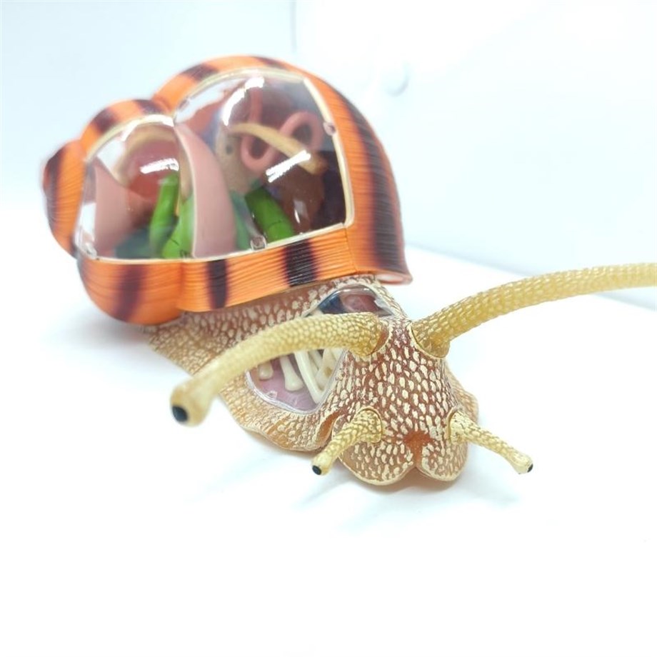 4D Master Vision Oyuncak Sümüklü Böcek Anatomi Modeli - Türkiye'nin ...