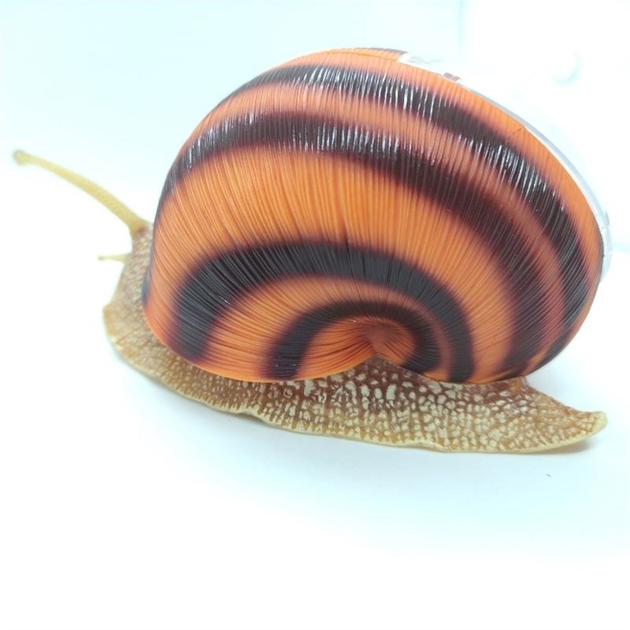 4D Master Vision Oyuncak Sümüklü Böcek Anatomi Modeli - Türkiye'nin ...