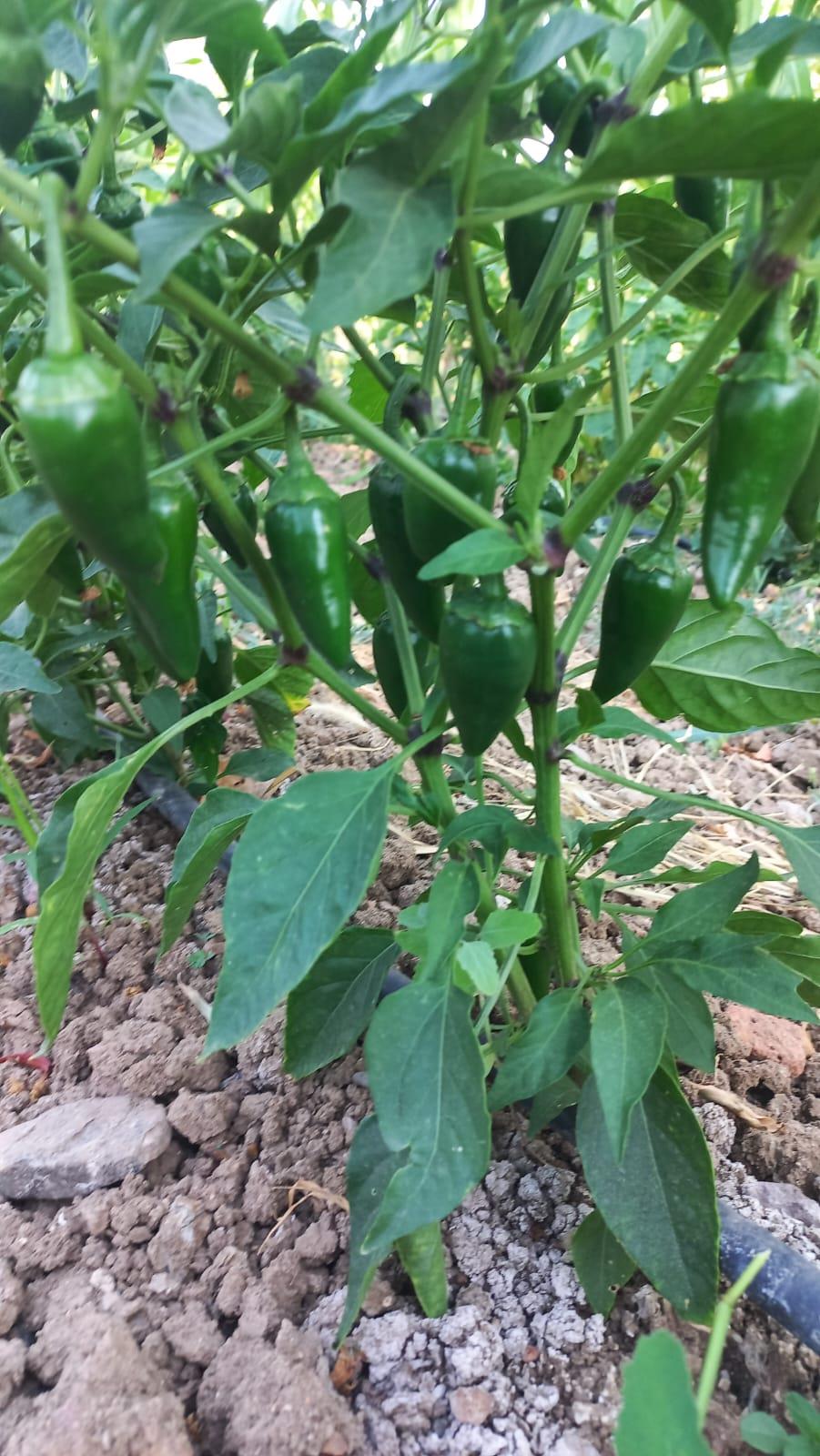 Organik Jalapeno Biber Yeşil 500gr
