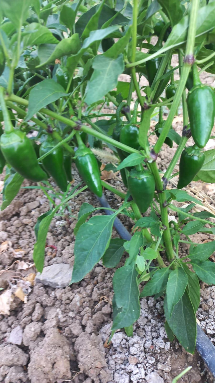 Organik Jalapeno Biber Yeşil 500gr