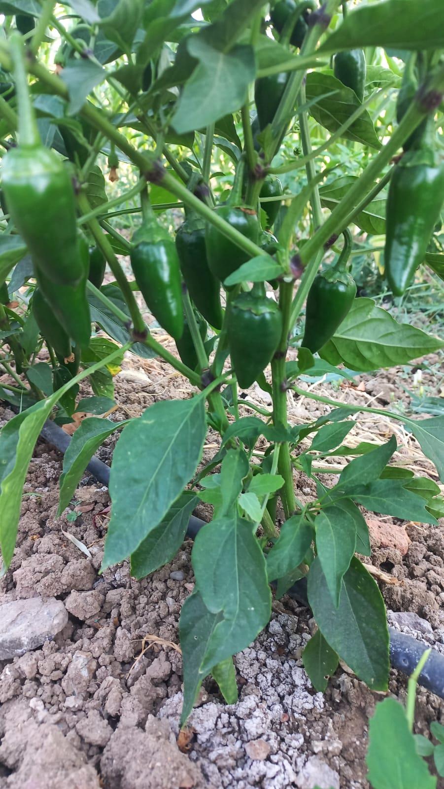 Organik Jalapeno Biber Yeşil 500gr
