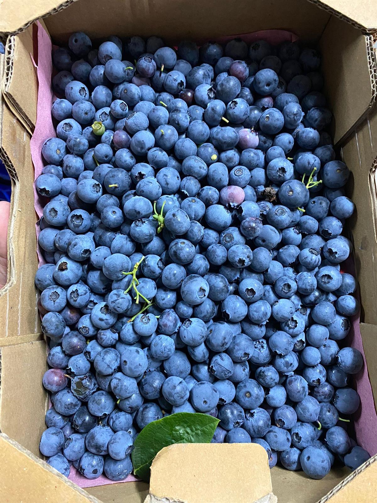 Midi Orman Meyveleri Seti ( Yalnızca İstanbul Anadolu YakasıTeslimat)