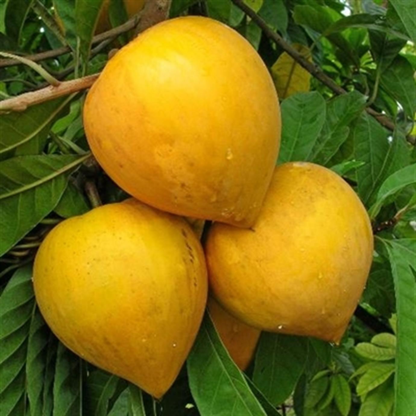 Canistel fruit fidanı