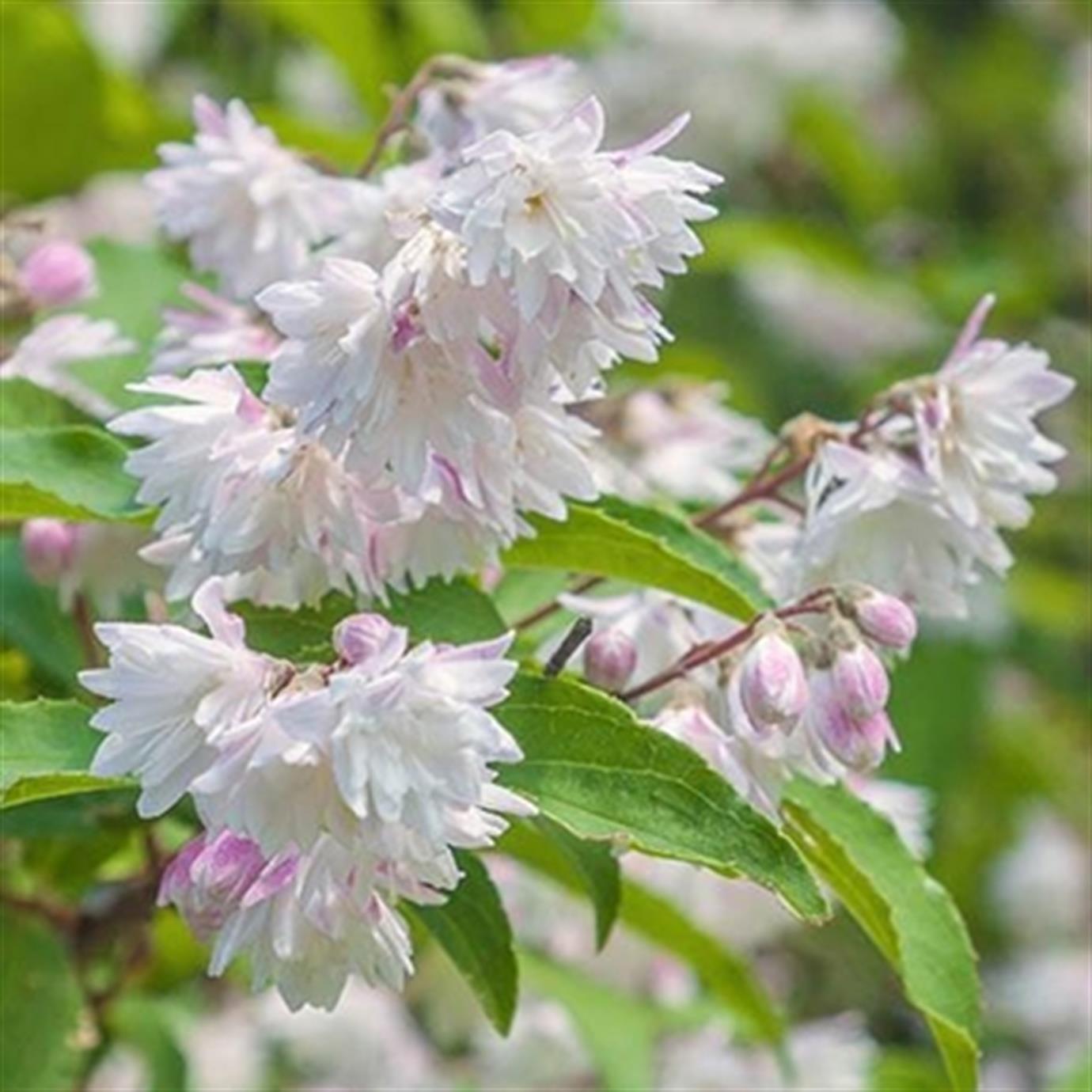 DEUTZİA SCABRA PLENA FİDANITROPİKAL SÜS BİTKİLERİ