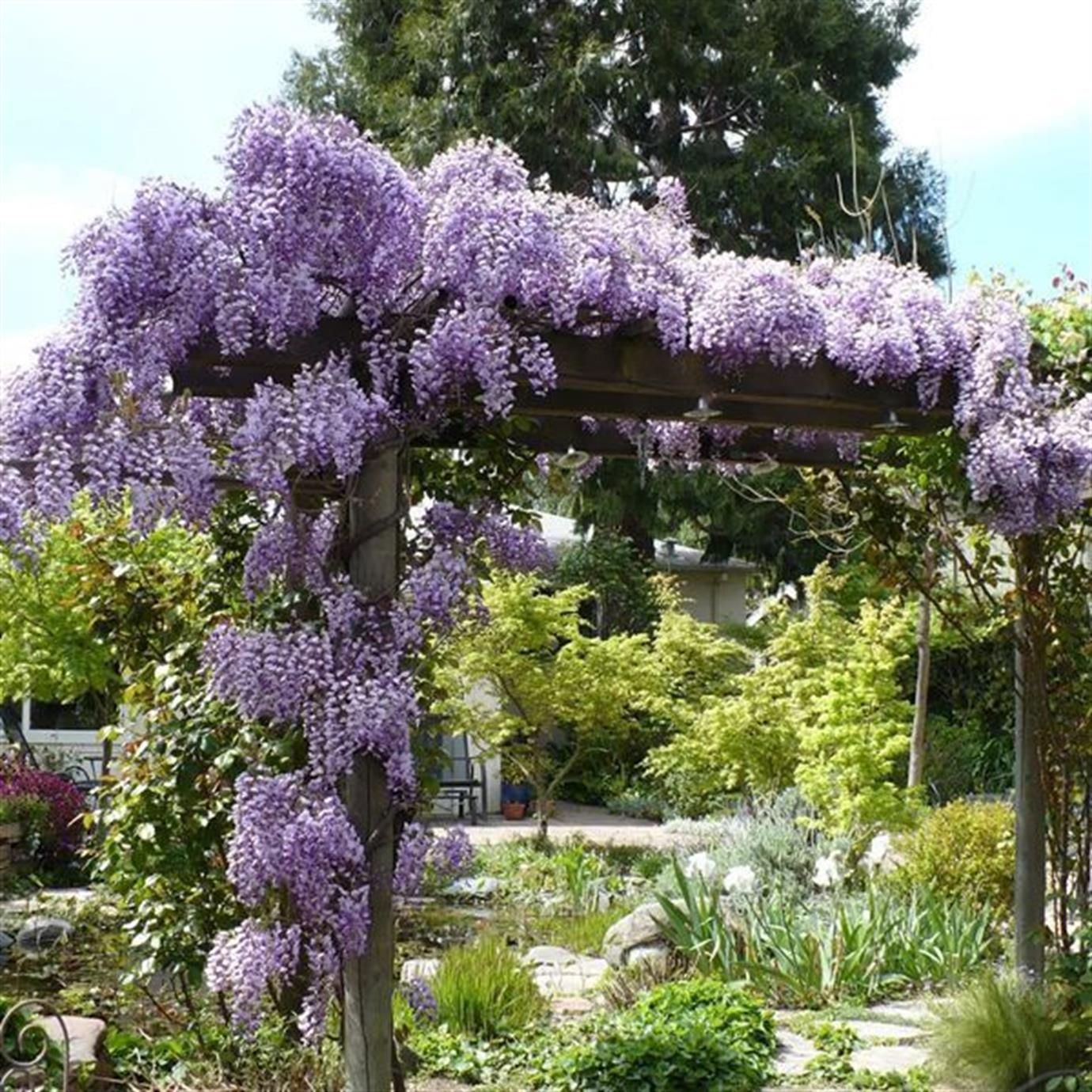morsalkım (wisteria chinensis) fidanı