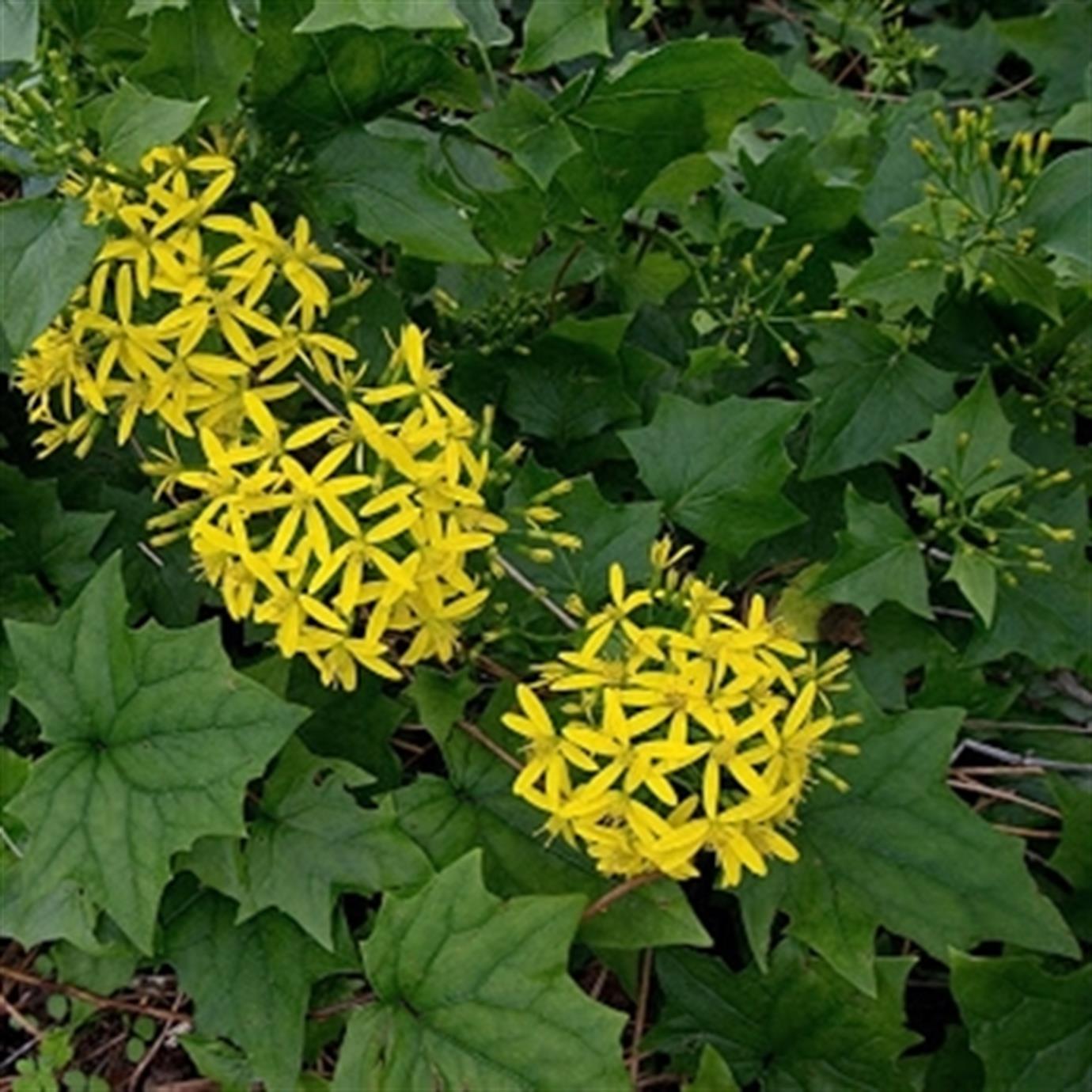 SENECİO TAMOİDES FİDANITROPİKAL SÜS BİTKİLERİ