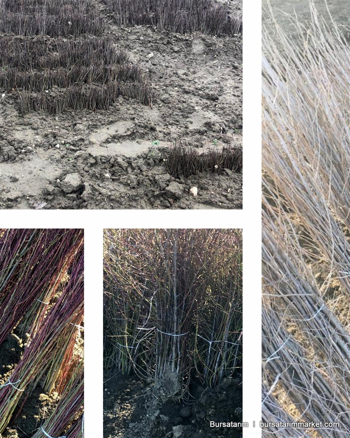 Çöğür (Elma) 100'lü demetBURSA TARIM Market | Türkiye'nin Tarım ...