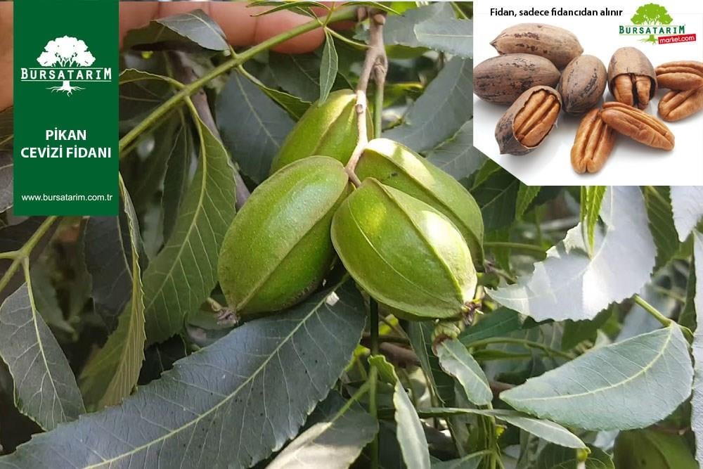 Pikan Ceviz Fidanı ( pecan walnut) Wichita Mahan ,Choctaw