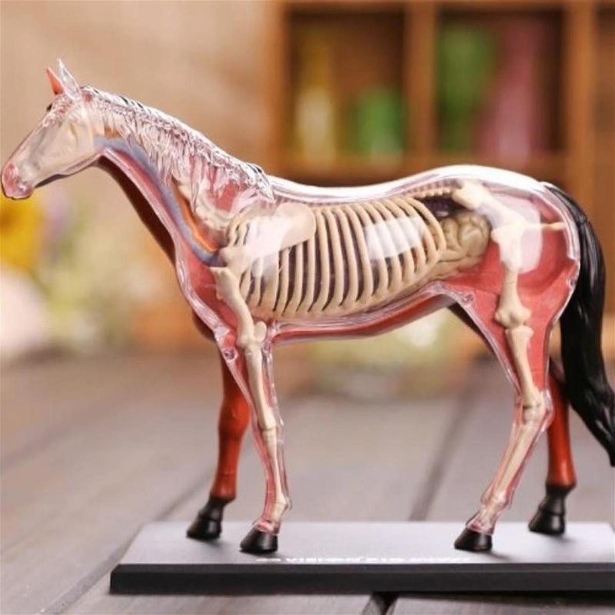 4D Master Vision Oyuncak At Anatomi Modeli - Oscar Eğitim Araçları