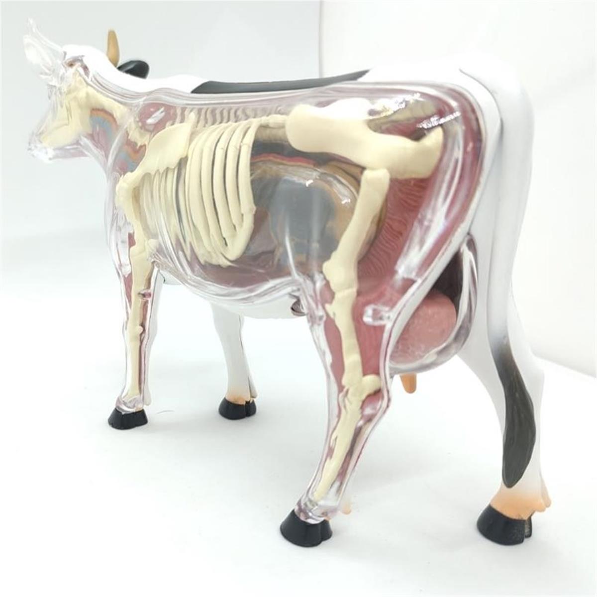 4D Master Vision Oyuncak İnek Anatomi Modeli - Oscar Eğitim Araçları