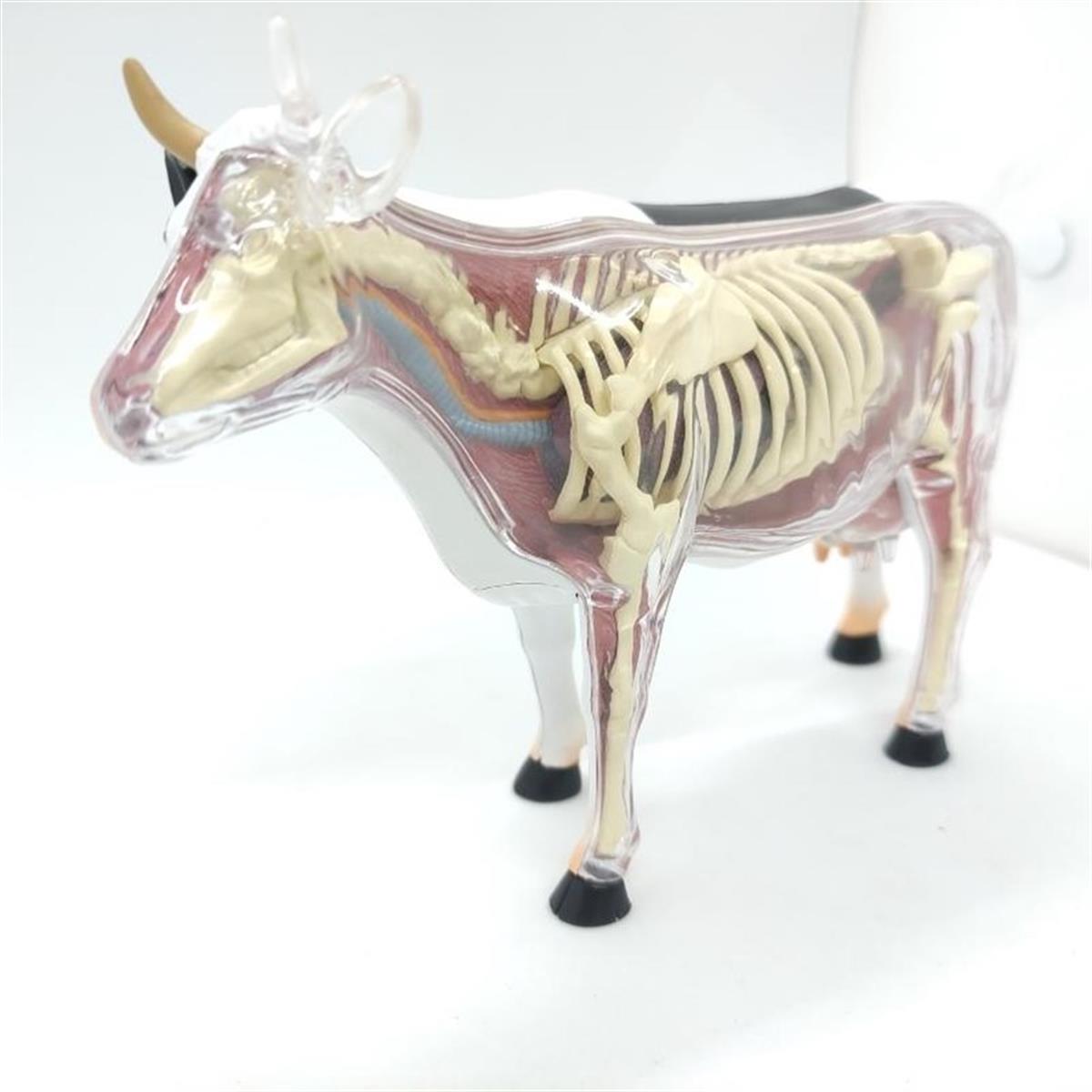 4D Master Vision Oyuncak İnek Anatomi Modeli - Oscar Eğitim Araçları
