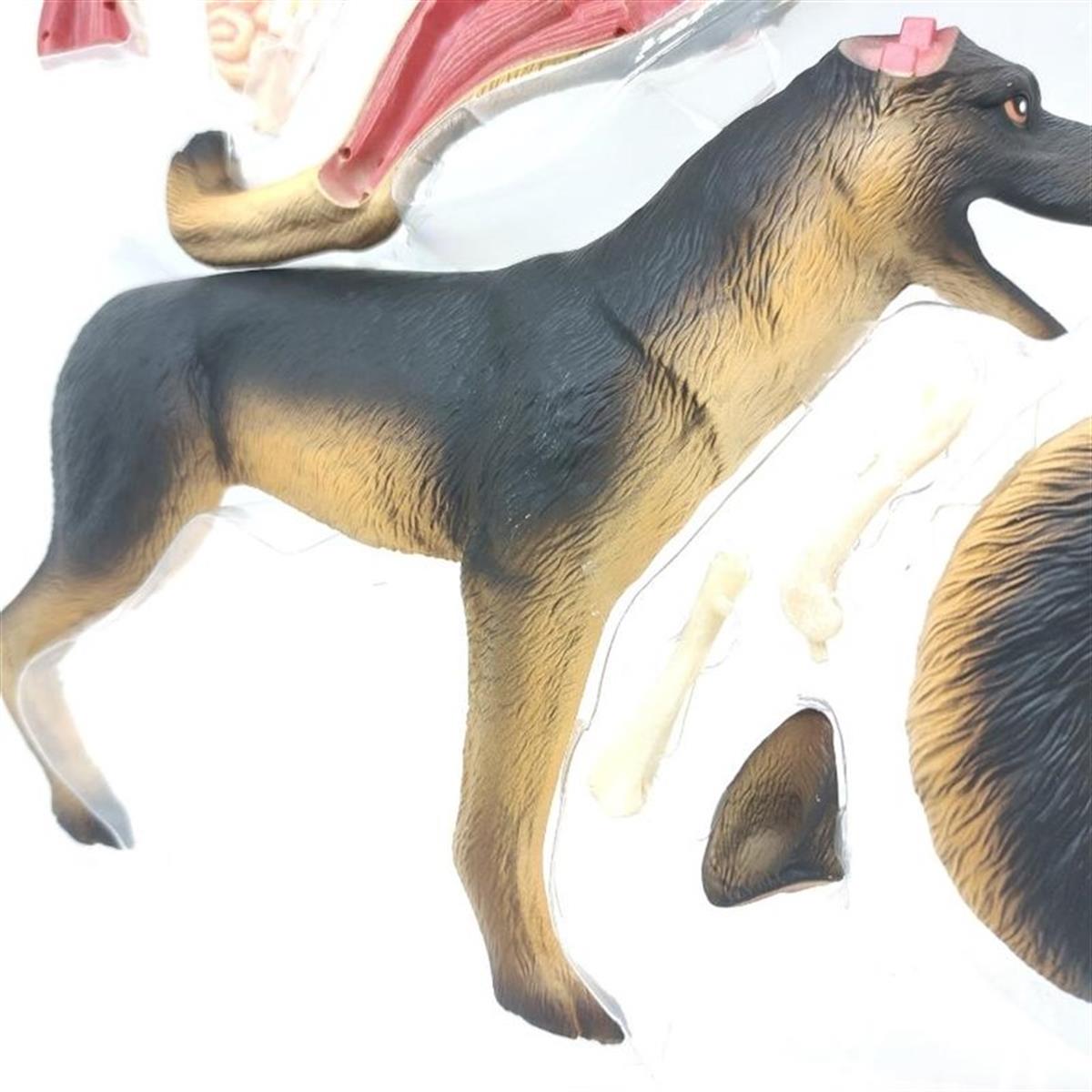 4D Master Vision Oyuncak Köpek Anatomi Modeli - Oscar Eğitim Araçları