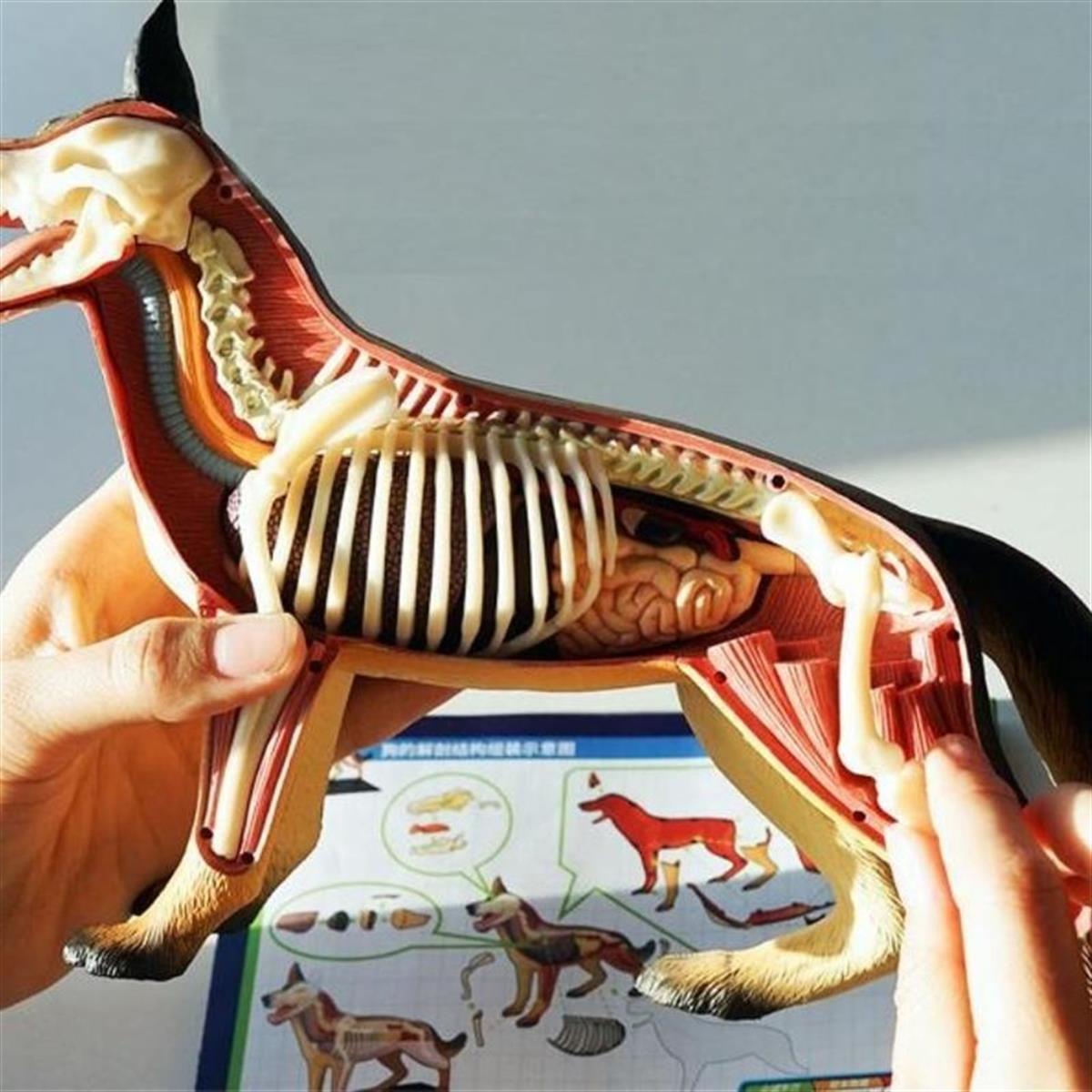 4D Master Vision Oyuncak Köpek Anatomi Modeli - Oscar Eğitim Araçları