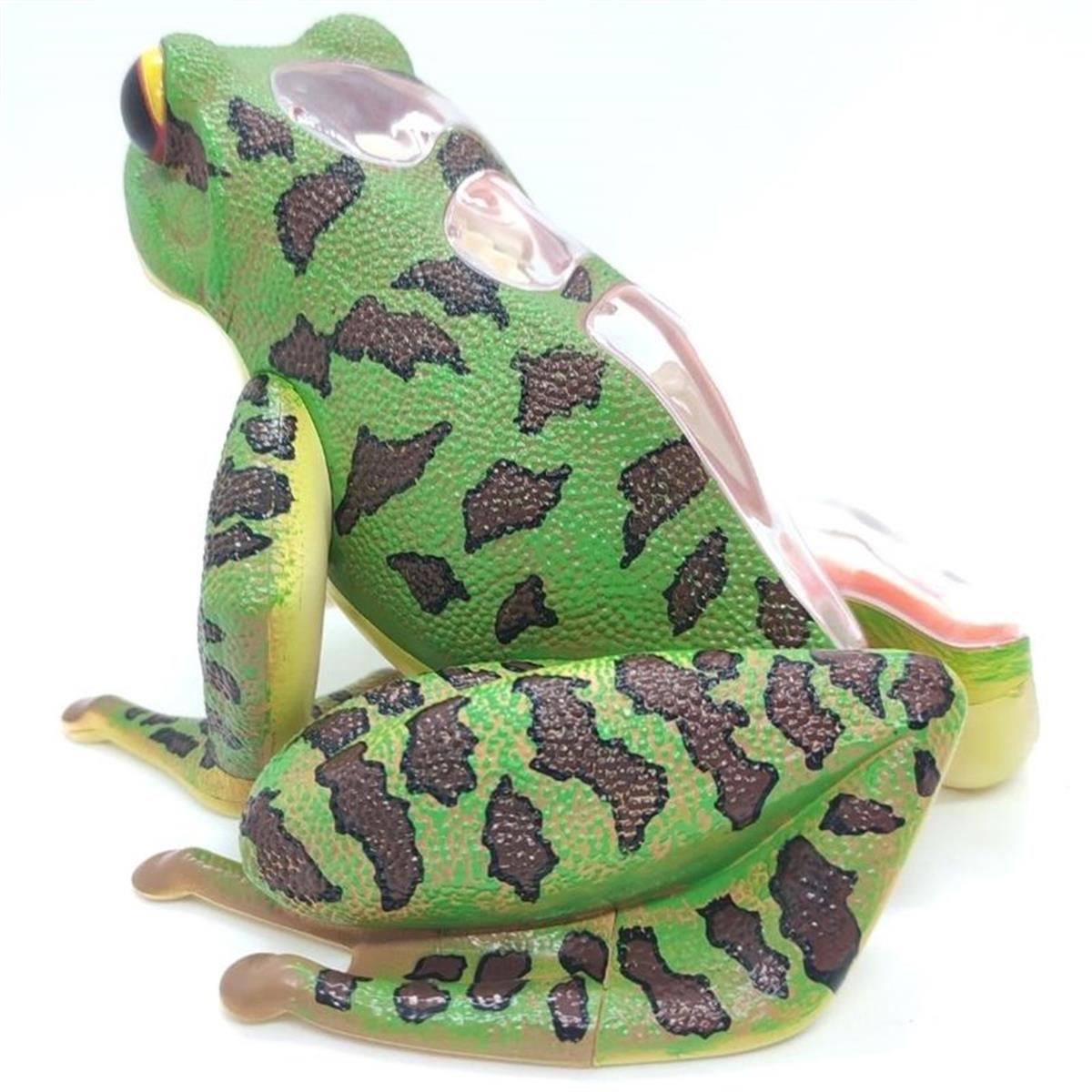 4D Master Vision Oyuncak Kurbağa Anatomi Modeli - Oscar Eğitim Araçları