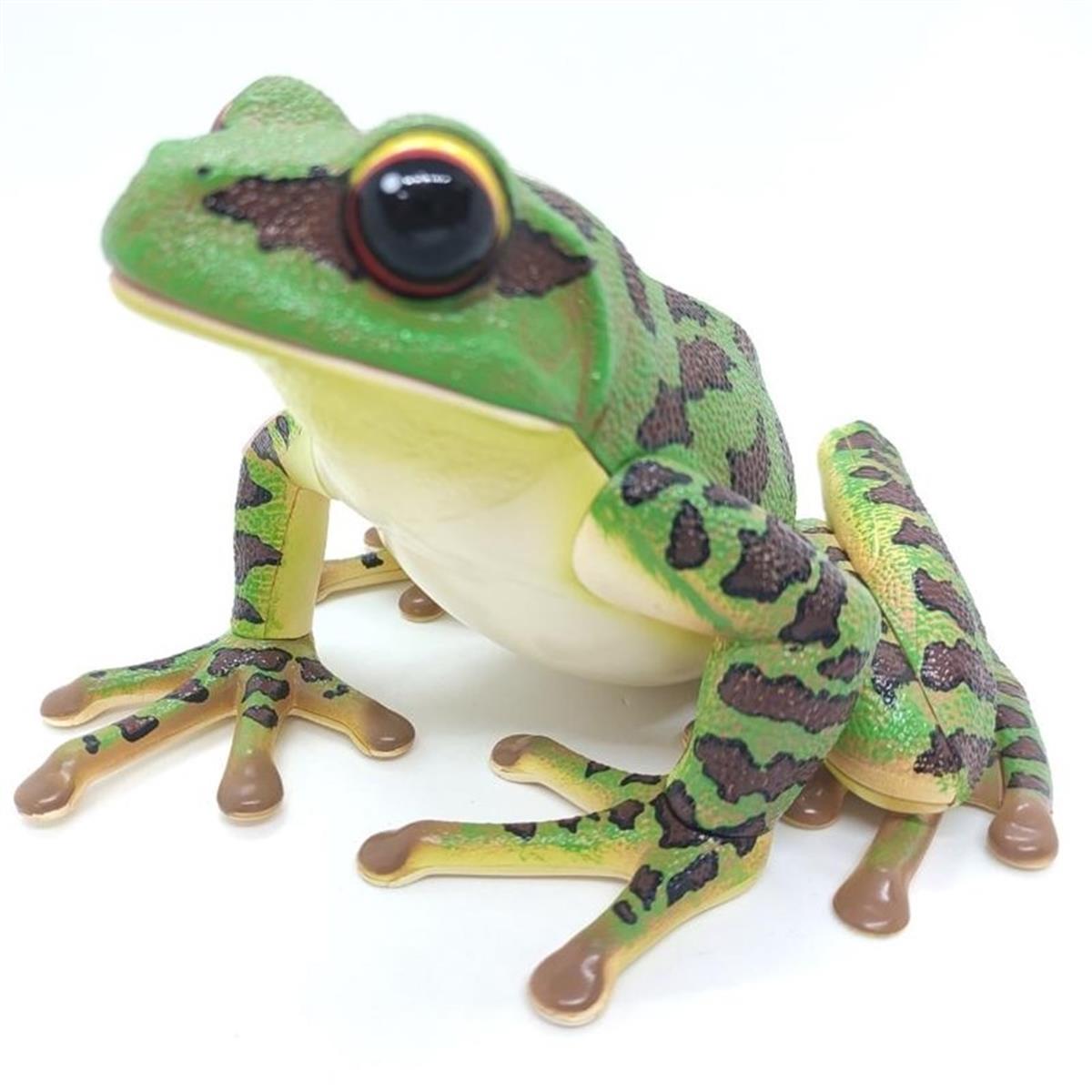 4D Master Vision Oyuncak Kurbağa Anatomi Modeli - Oscar Eğitim Araçları