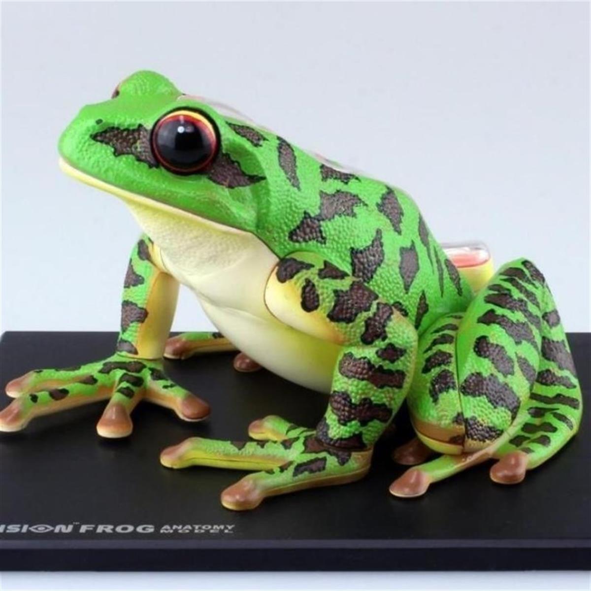 4D Master Vision Oyuncak Kurbağa Anatomi Modeli - Oscar Eğitim Araçları
