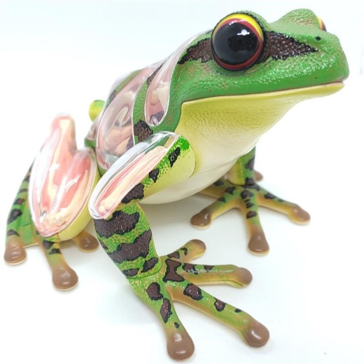 4D Master Vision Oyuncak Kurbağa Anatomi Modeli - Oscar Eğitim Araçları