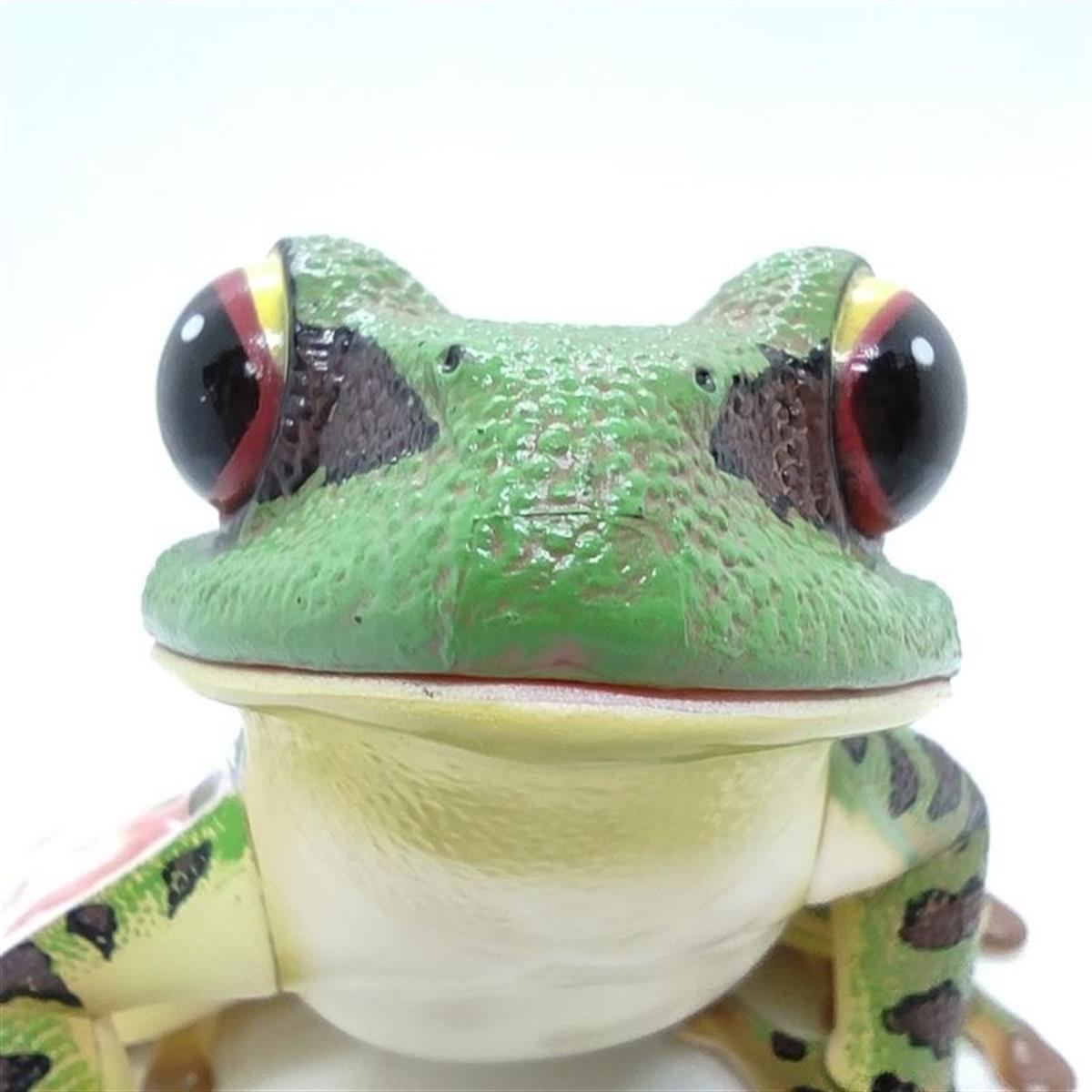 4D Master Vision Oyuncak Kurbağa Anatomi Modeli - Oscar Eğitim Araçları