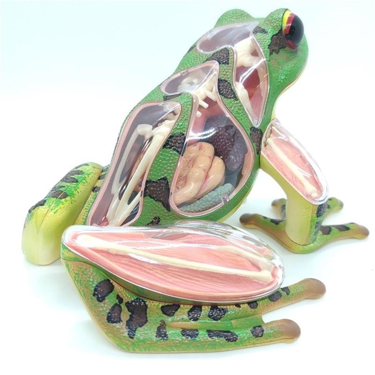 4D Master Vision Oyuncak Kurbağa Anatomi Modeli - Oscar Eğitim Araçları