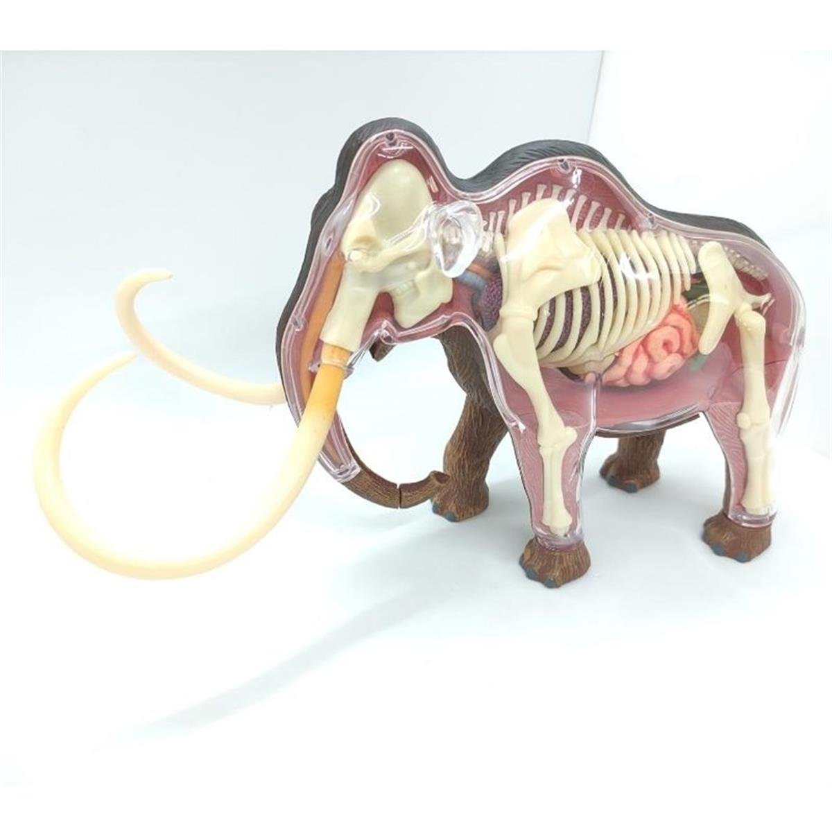 4D Master Vision Oyuncak Mamut Anatomi Modeli - Oscar Eğitim Araçları