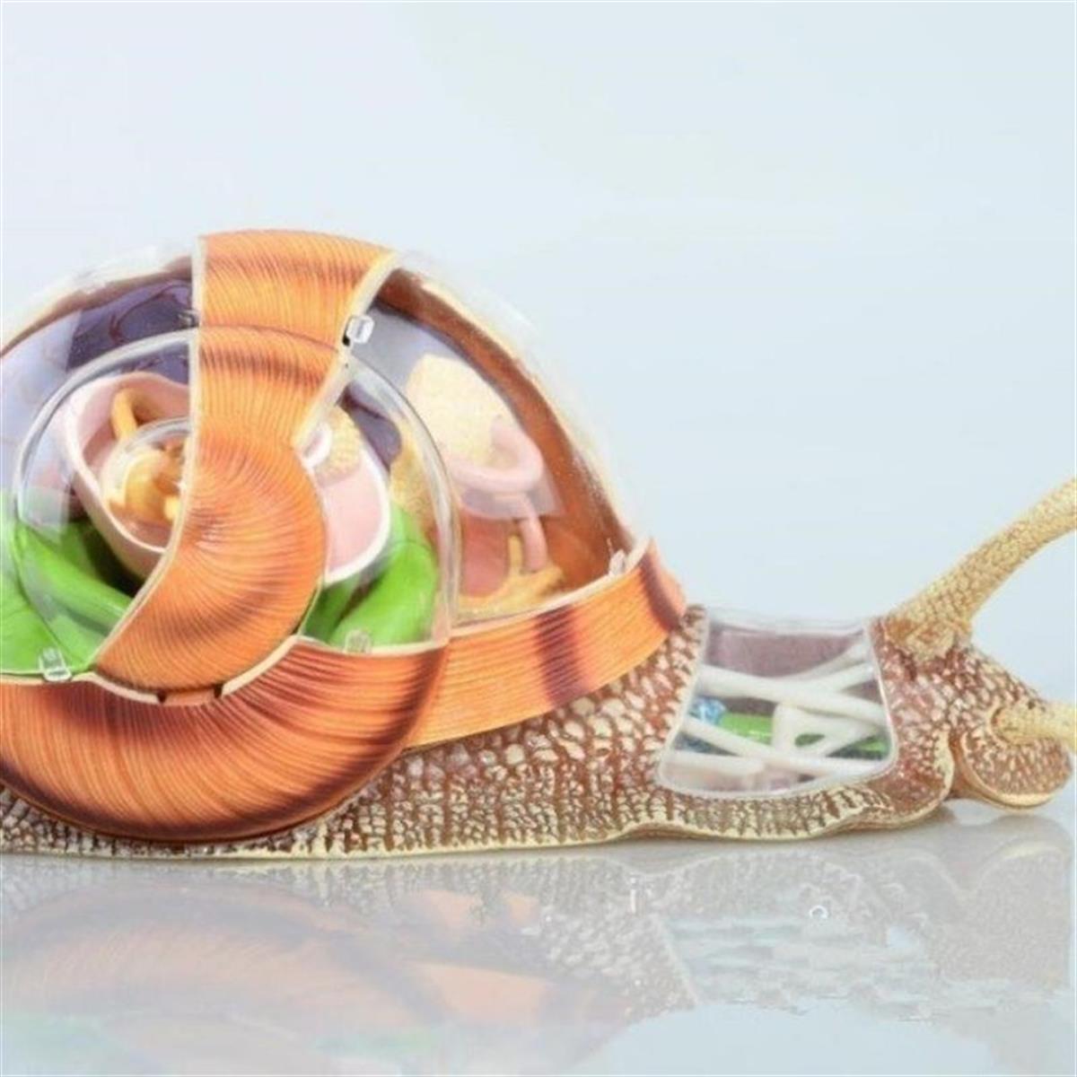 4D Master Vision Oyuncak Sümüklü Böcek Anatomi Modeli - Oscar Eğitim ...