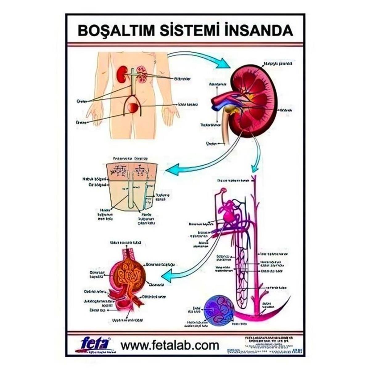 Oscar Boşaltım Sistemi Levhası İnsanda Laboratuvar Sarf Malzemeleri