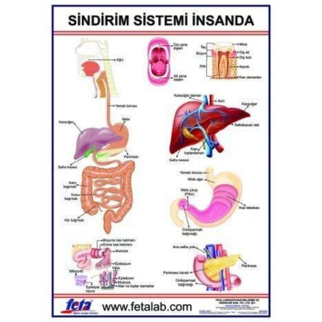 Oscar Sindirim Sistemi Levhası (İnsanda) Laboratuvar Sarf Malzemeleri