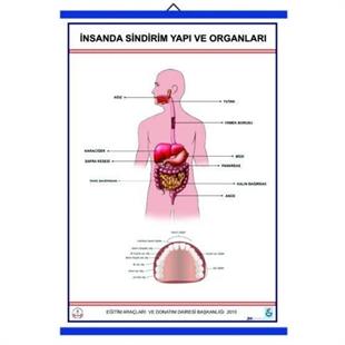 Oscar Human Digestion and Structure Organs - Oscar Educational Materials