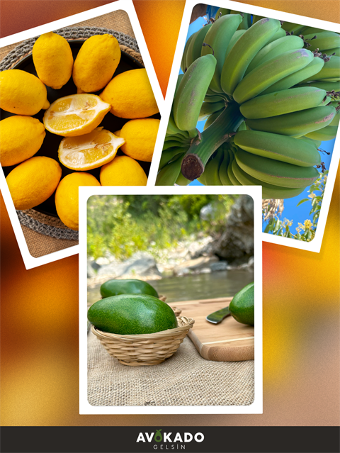 15 Adet Erkenci (Clifton) Avokado + 1.5 kg Limon + 1 kg Muz - Avokado Gelsin