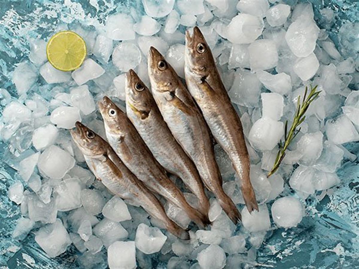 Balık Ye- Mezgit Karadeniz 500 Gr | Datça Murat Çiftliği