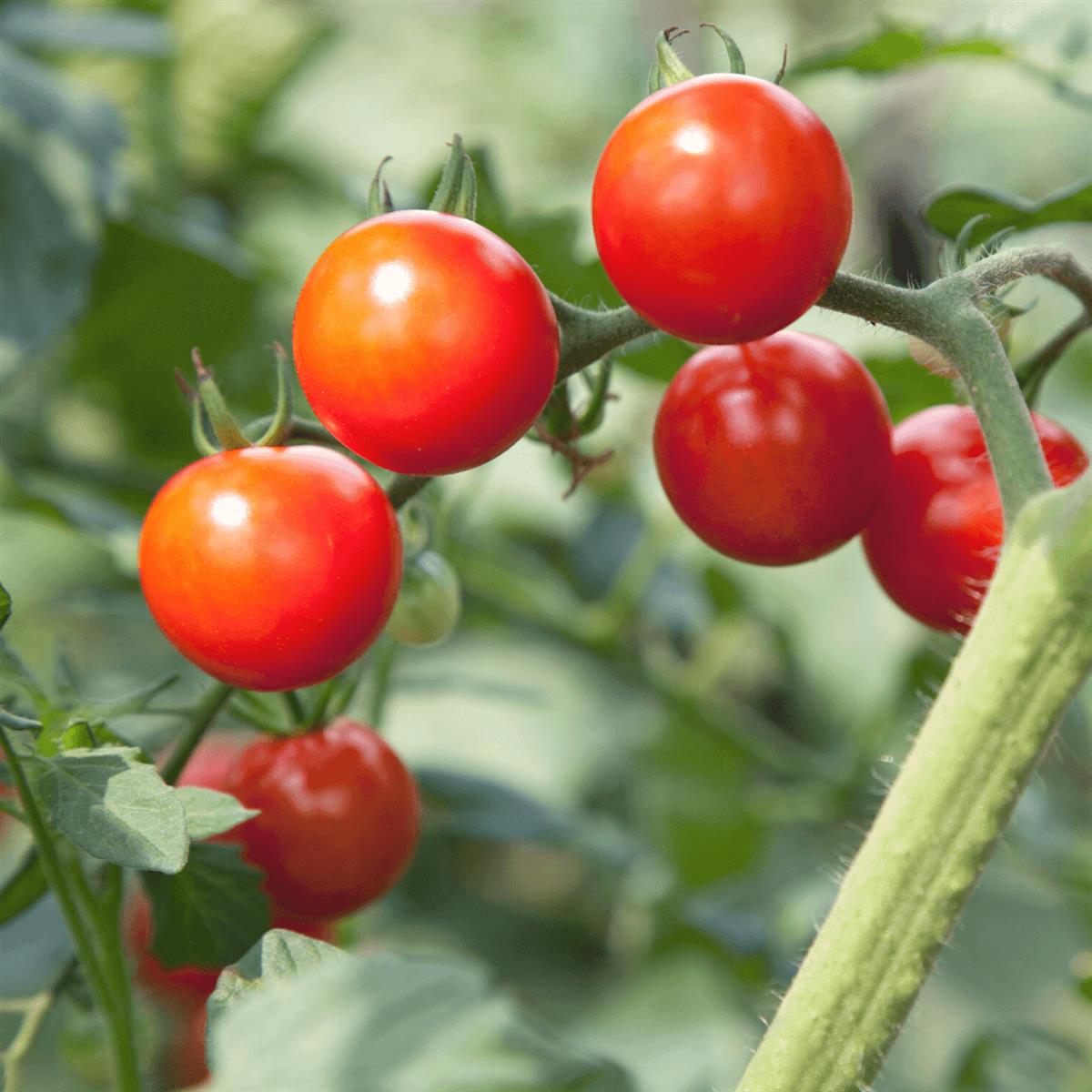 Organik Kokteyl Domates 500 Gr | Datça Murat Çiftliği