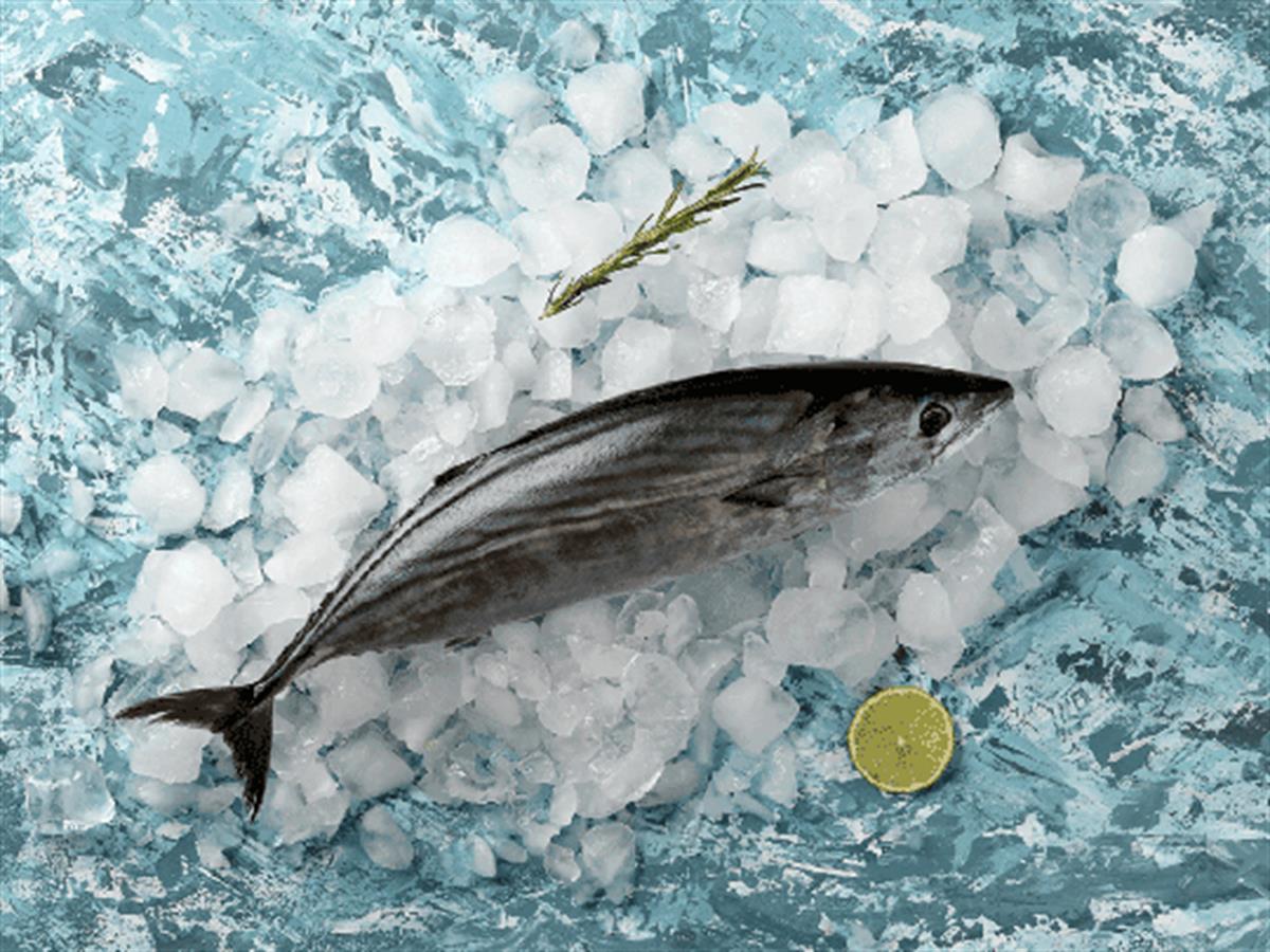 Taze Palamut ( 800- 1000) Gr - Balık Ye