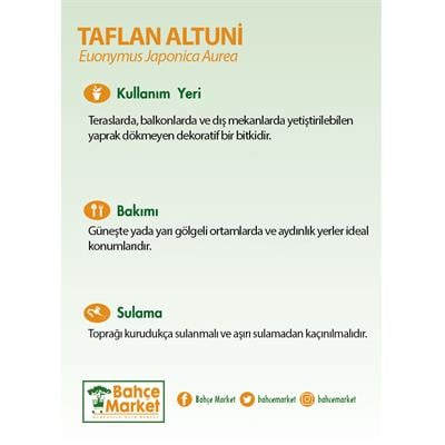Taflan Altuni 20-40 Cm | Yeşil Bahçe Çiçekleri | Yeşil Bahçe Bitkileri ...
