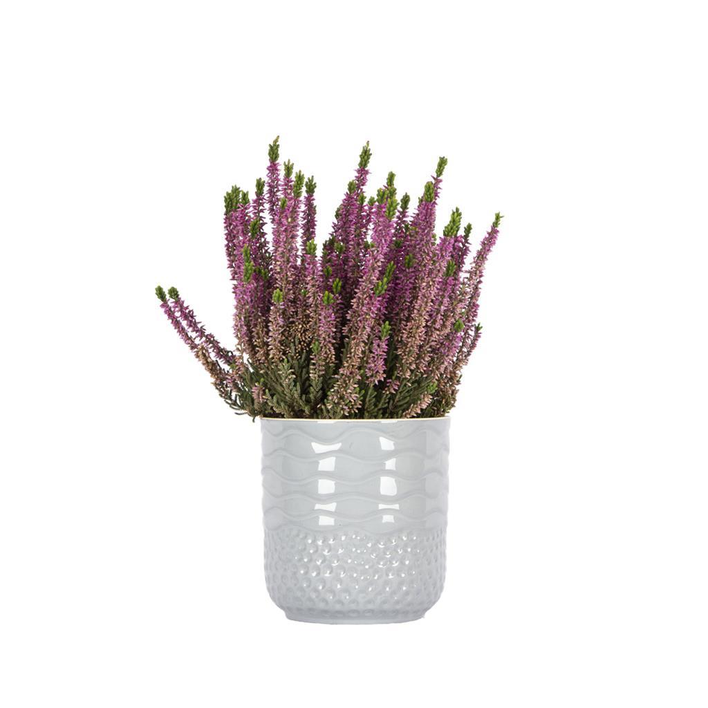 Erica Calluna 20-30 Cm | Musluk Hortum Birleştirme Ek Aparatları ...