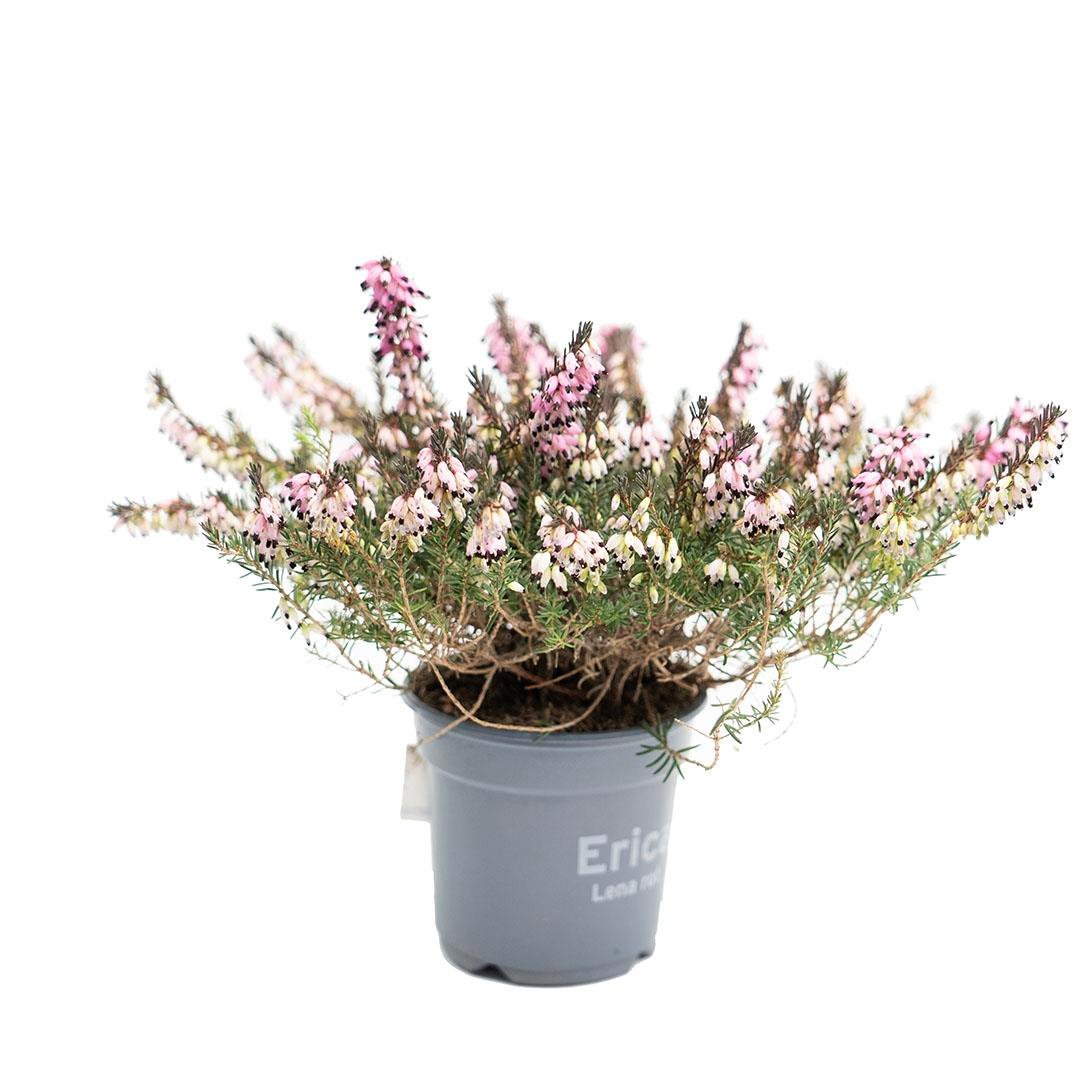 Erica Calluna - Süpürge Çalısı | ÇİÇEKLİ BAHÇE BİTKİLERİ | Bahçe Market