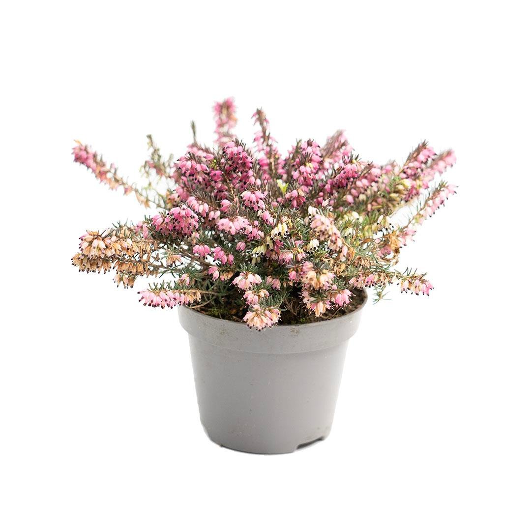 Erica Calluna - Süpürge Çalısı | ÇİÇEKLİ BAHÇE BİTKİLERİ | Bahçe Market