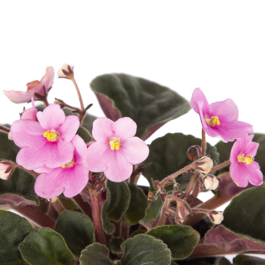 Menekşe Afrika İthal | Çiçekli Saksı Bitkileri | Bahçe Market